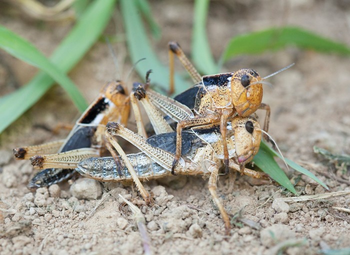 Locusts Swarm