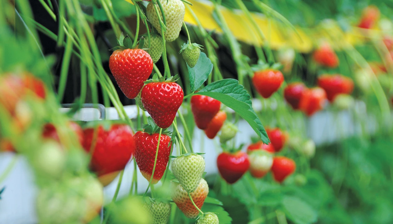 Bayer to buy strawberry unit