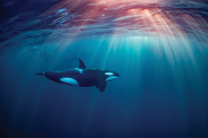 Diet determines orcas’ pollution exposure