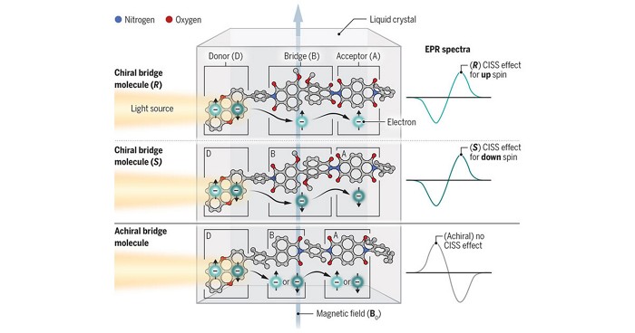 Molecular Handedness Controls Spin
