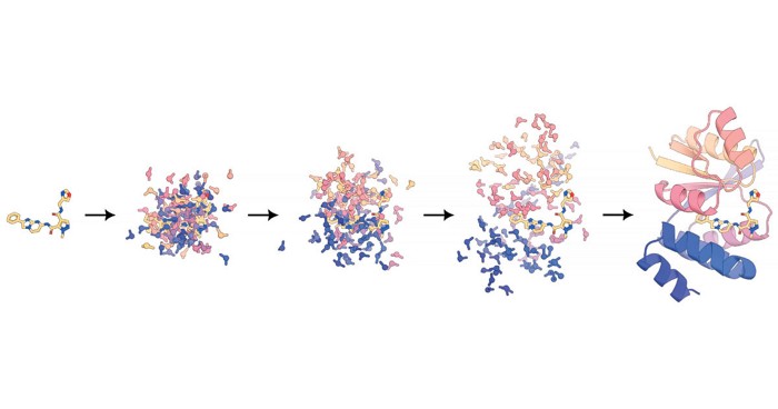Designer Protein Assemblies With Tunable Phase Diagrams In L
