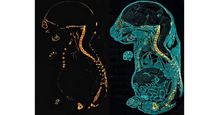 BASF invests in collagen-targeting peptide firm 3Helix