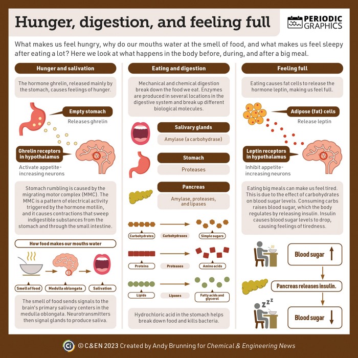 Periodic Graphics: Hunger, digestion, and feeling full