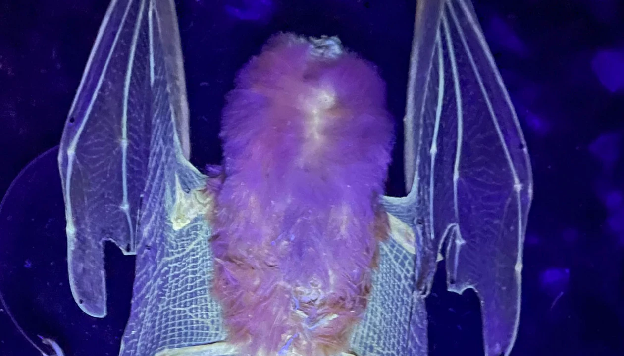 Attracting bats and uncovering fluorescent mammals
