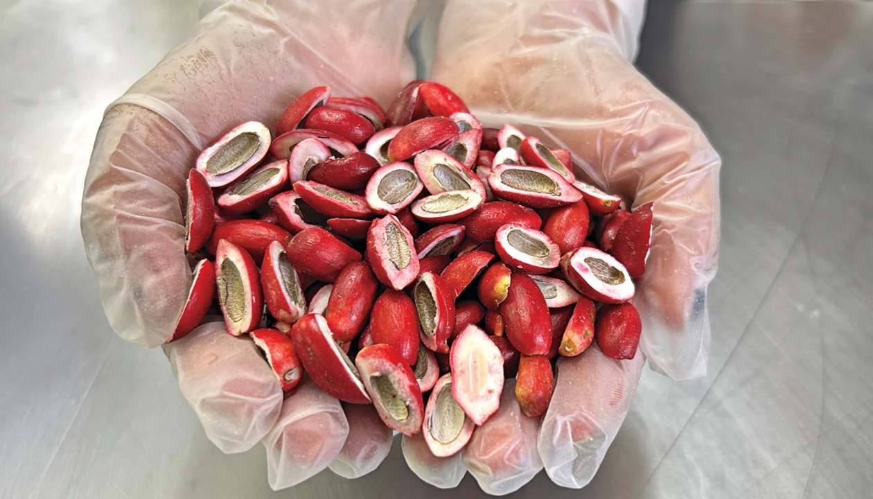 To make food palatable, cancer patients try miracle fruit