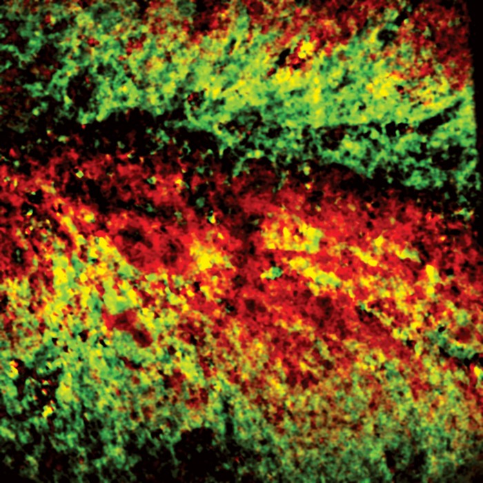 Chemistry in Pictures: The inner life of cells