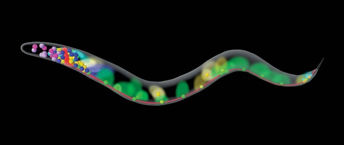 Brains beyond the wiring diagram