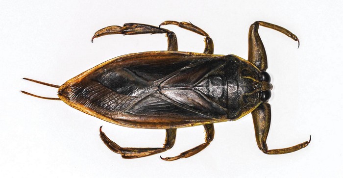 Bugs who hop islands