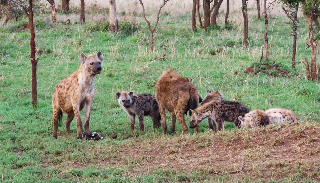 Social status changes hyenas’ epigenetics