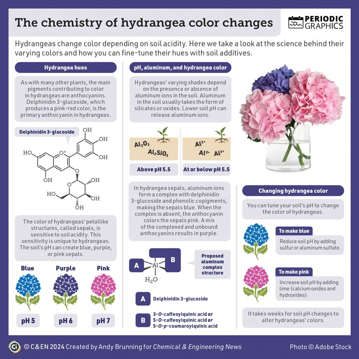 Periodic Graphics: The chemistry of hydrangea color changes