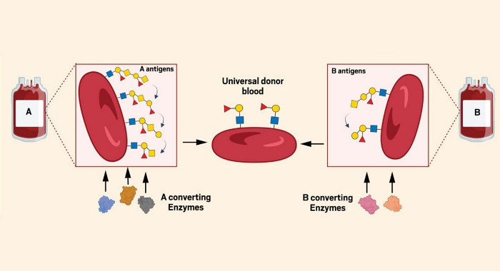 Engineered universal blood made possible by bacterial enzymes