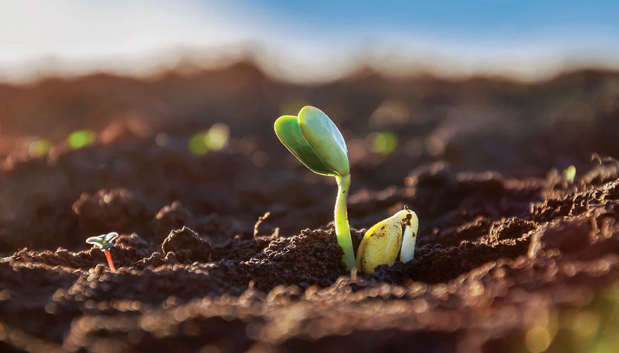 Bayer again seeks approval for dicamba herbicide