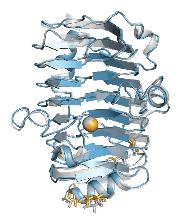 AlphaFold 3 to offer structure prediction via web browser