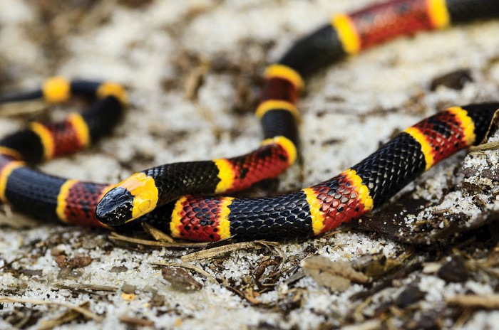 A better way to protect against venomous coral snakes