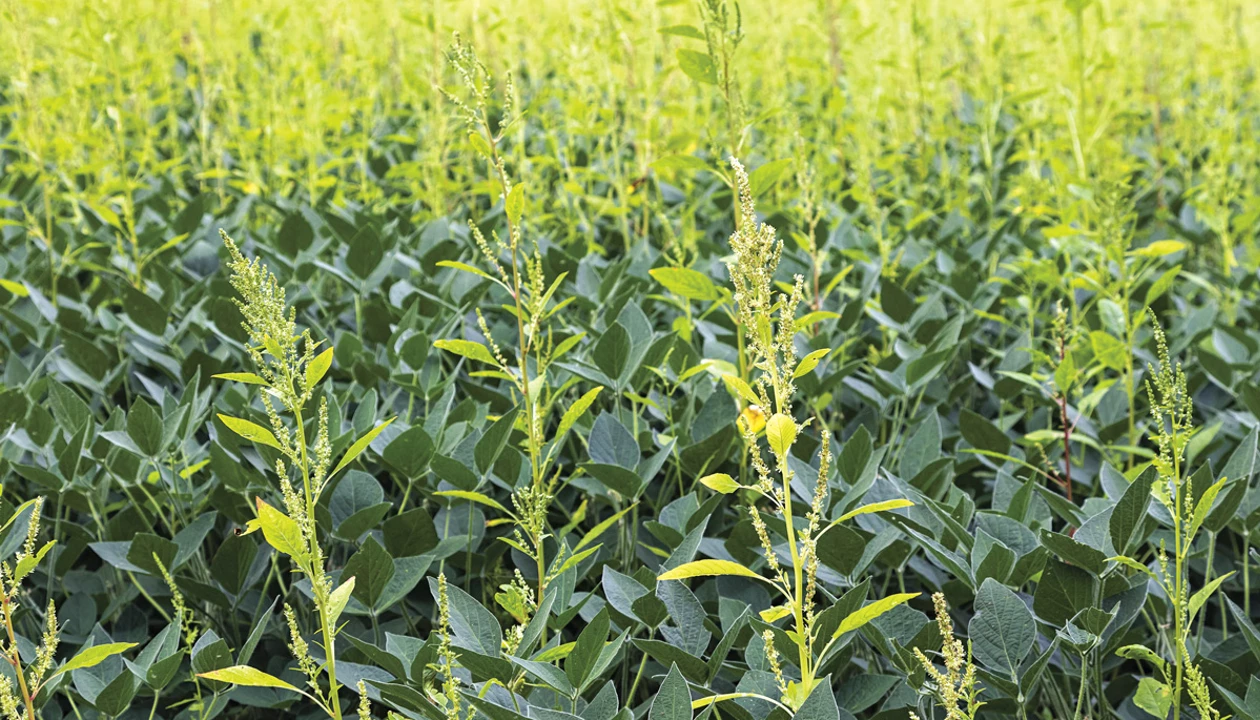 What’s holding bioherbicides back?