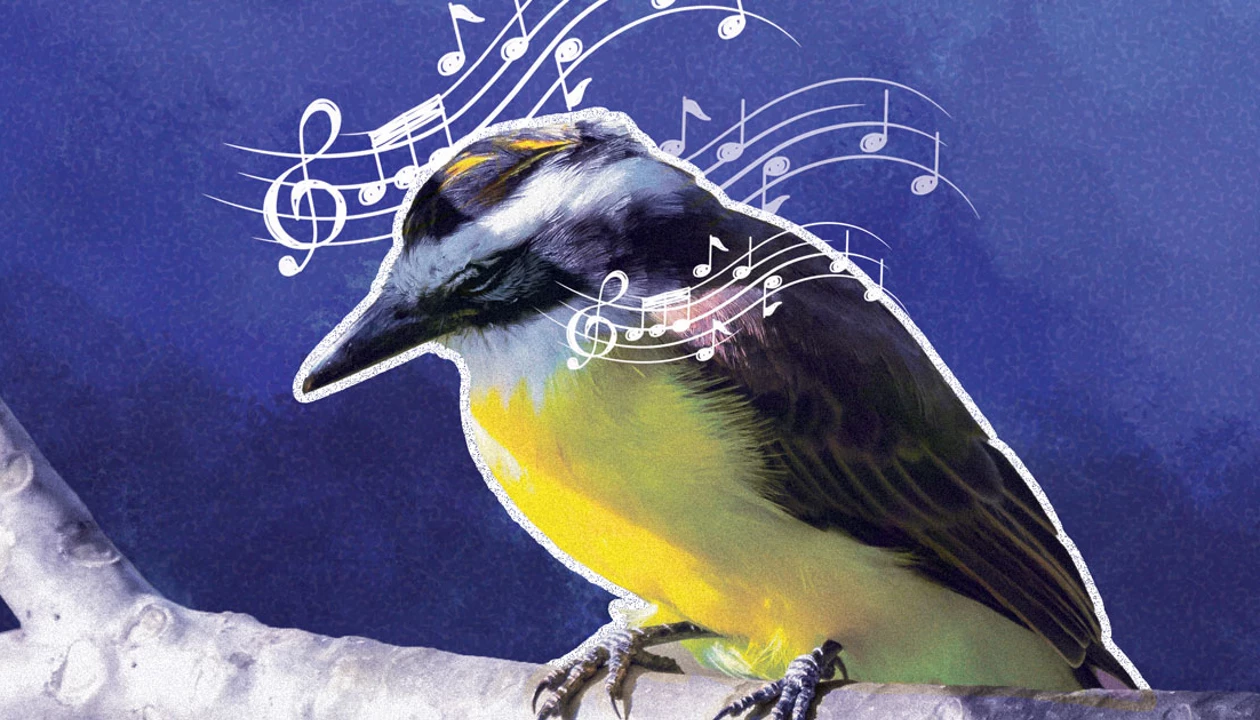 For the birds: the soundscape of avian dreams and a bird-eye camera