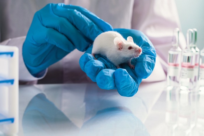 Most drugs tested in animals don’t progress to human approval