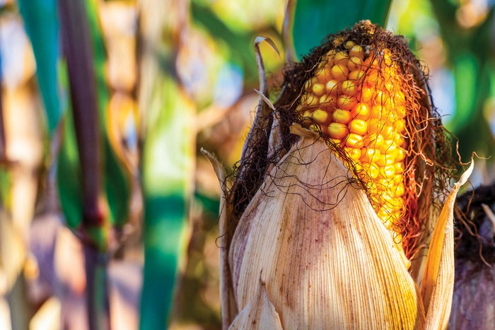 CF Industries and Poet pair up on low-carbon fertilizer