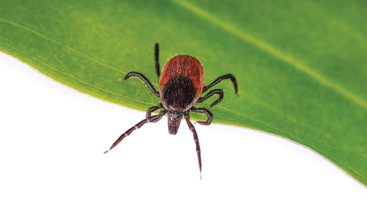 How does tick spit help the creepy crawlies stick to their hosts?