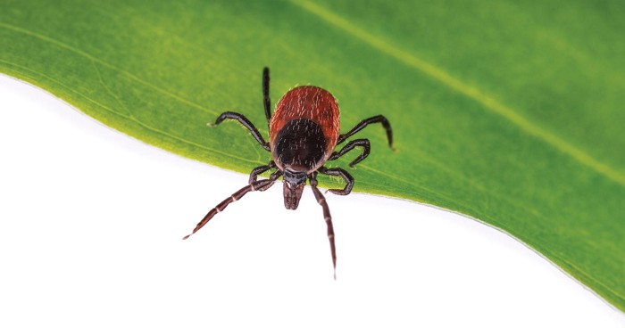 What is in tick spit, and how does it help the creepy-crawlies stick to ...