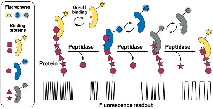 Protein Sequencing New Workflow For Top Down Protein Sequence