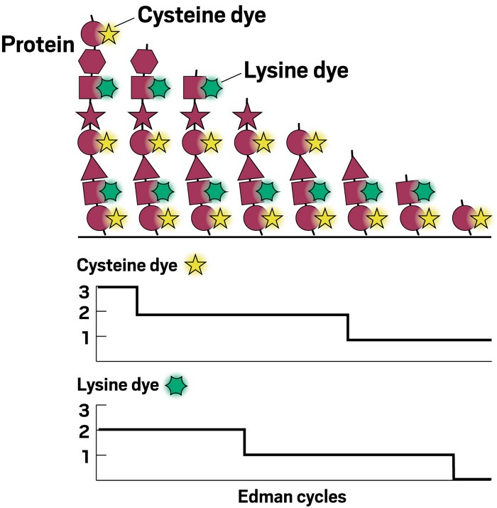 Protein Sequencing New Workflow For Top Down Protein Sequence