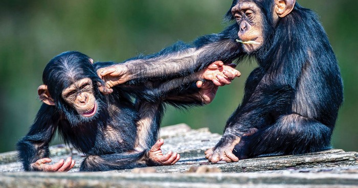 Playful primates break up fights, spin in circles, and bend branches ...