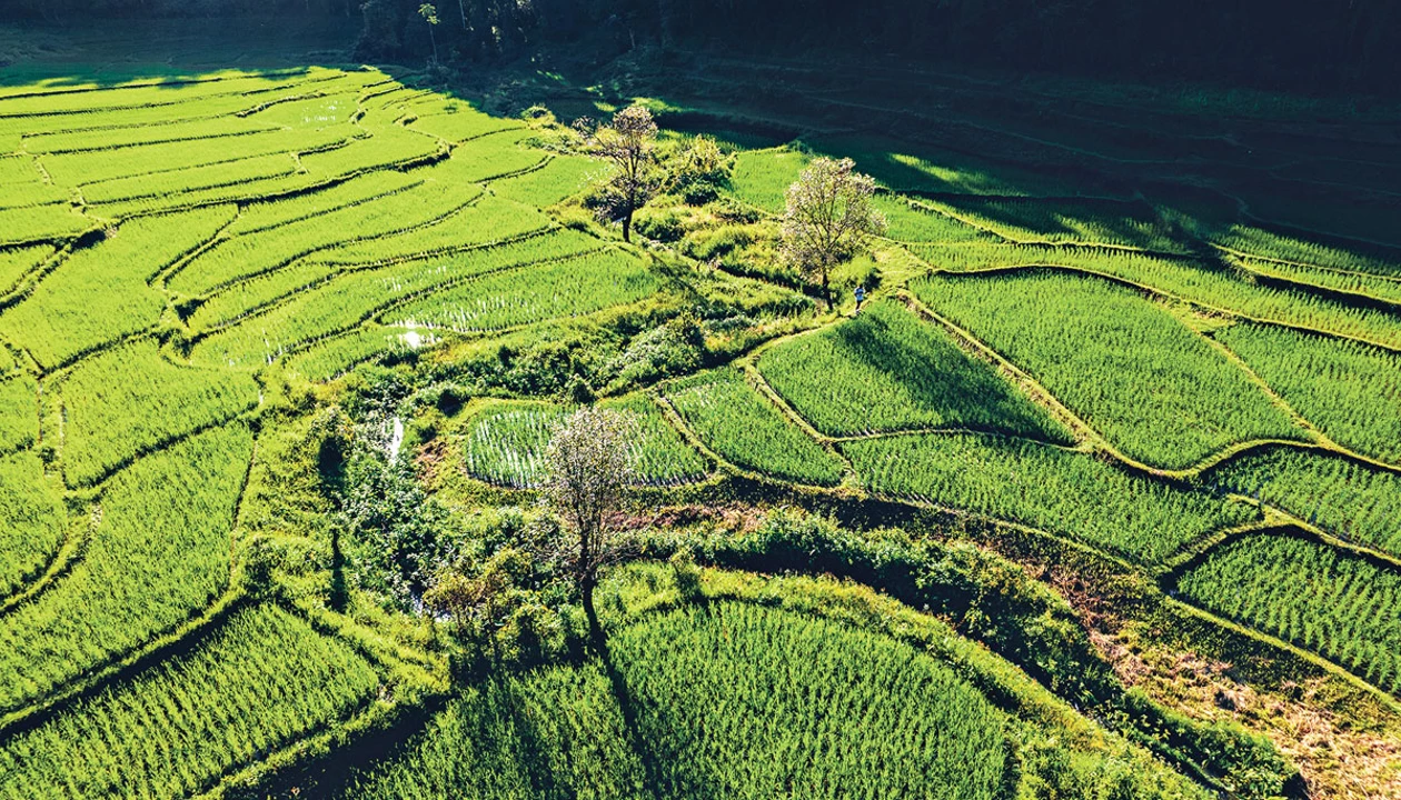 Syngenta partners with Provivi on insect control