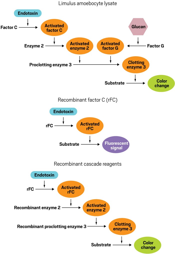 How do endotoxin tests work?