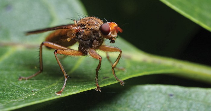 Noninsecticidal agrochemicals alter insect behavior