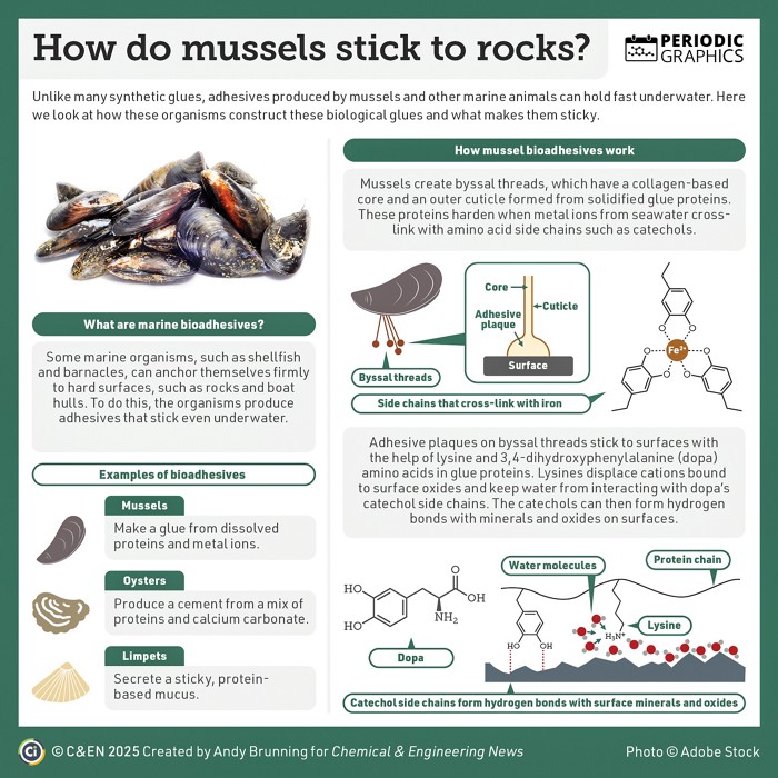 Periodic Graphics: How do mussels stick to rocks?