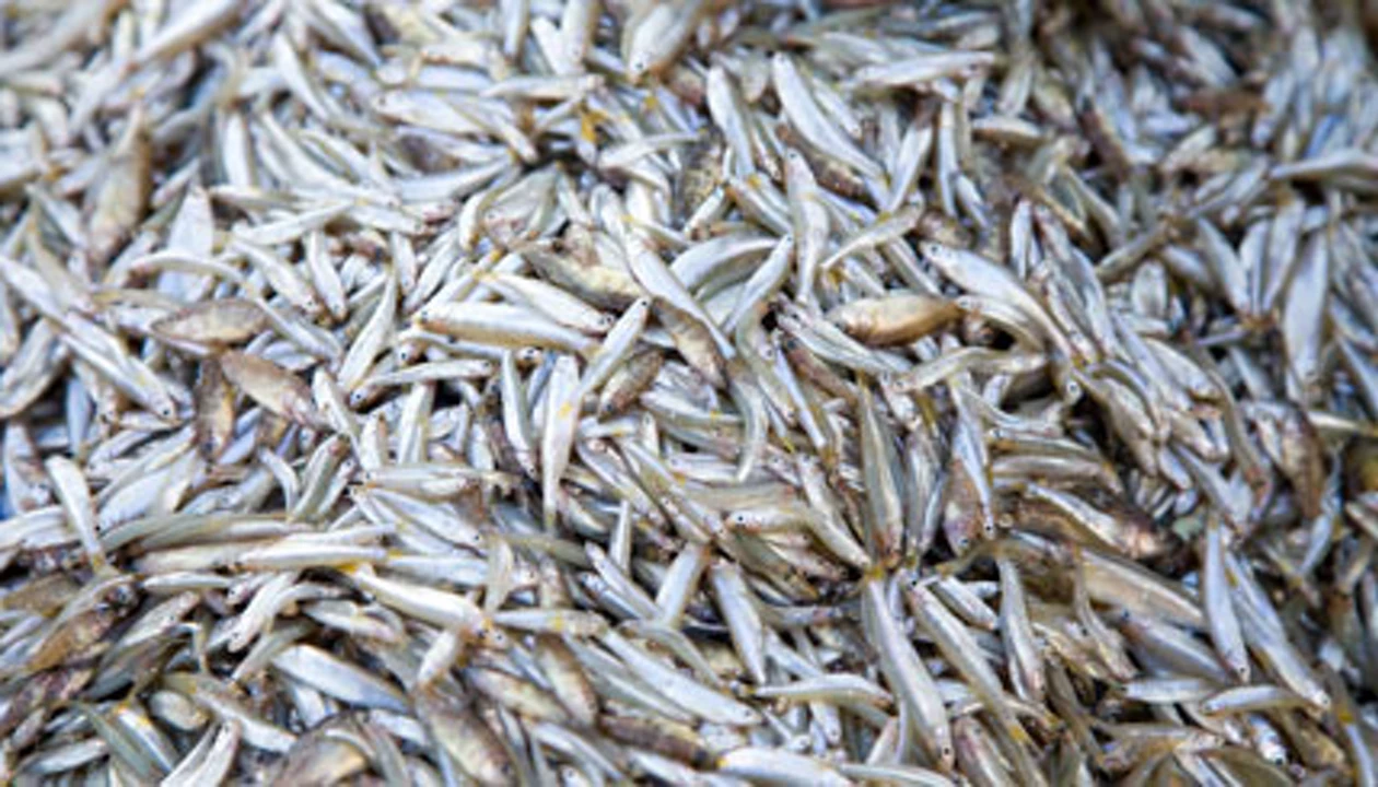 Algal Toxins Accumulate In Fish
