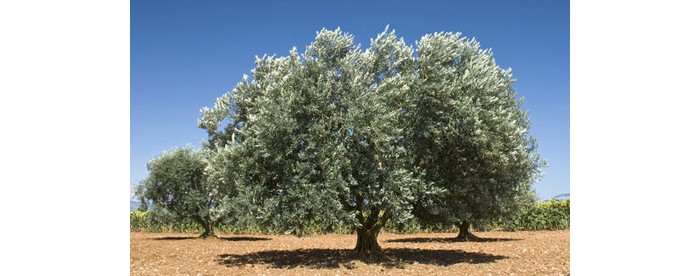 Greening-Mortar-Olive-Waste