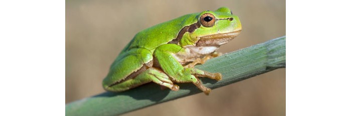 Frog-Skin-Packs-Chemical-Punch