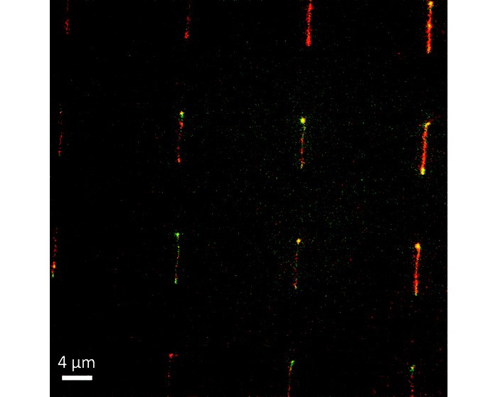 Method-Spots-DNA-Modifications-Single