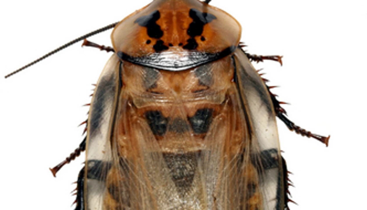 Fuel Cell Taps Into Roach Power