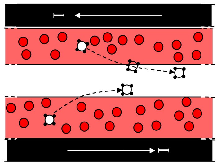 Sorting-Cells-Whole-Blood