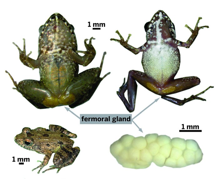 First-Airborne-Amphibian-Pheromone