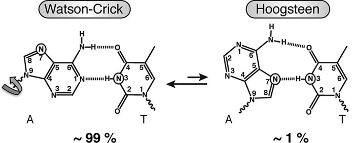 Twist-DNA-Base-Pairing