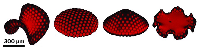 Polymer-Sheets-Shape