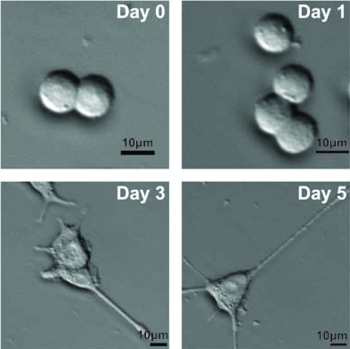 Bright-Lights-Single-Cells