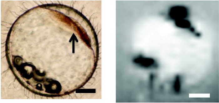 Picture-Perfect-Particles-Enhance-MRI