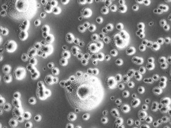 Uncovering-Cellular-Contamination