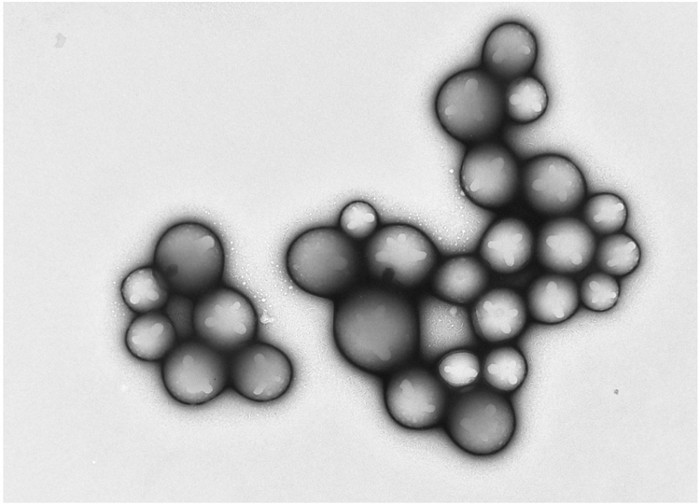 Antibody-Coated-Particles-Slow-Tumor