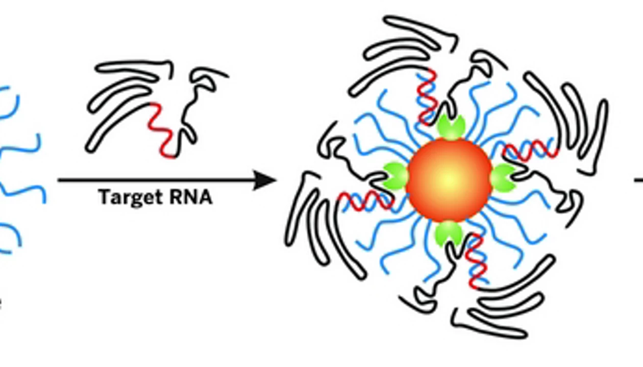 Nanoparticle Conjugates Mimic RNA Interference