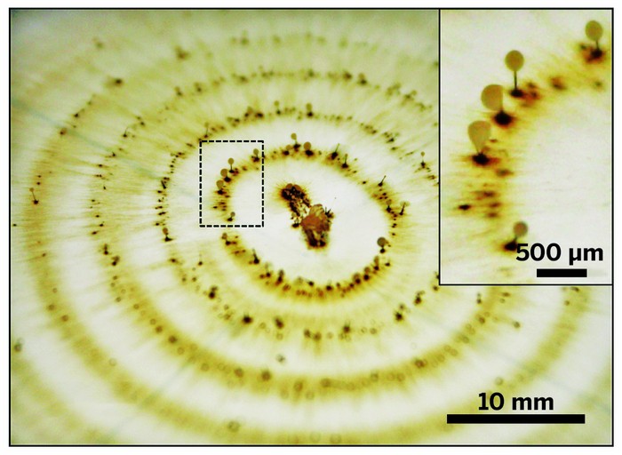 Superoxide-Producing-Fungus-Sponges-Mine