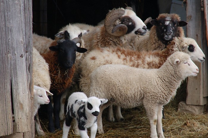 Gold-Nanosensor-Signals-Sheep-Fertility