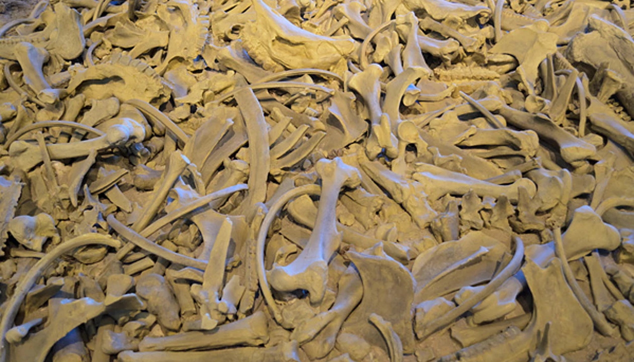 Method Detects Damage In Fossil Bones And Other Collagen-Containing ...