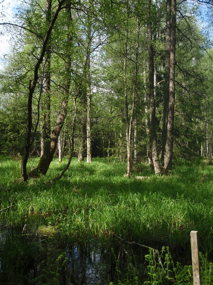 Alder-Swamps-Eat-Mercury