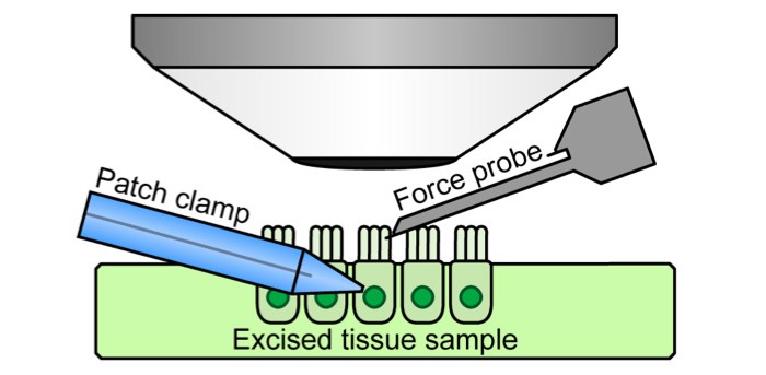 Hearing-Cells-Poked-Tiny-Probe